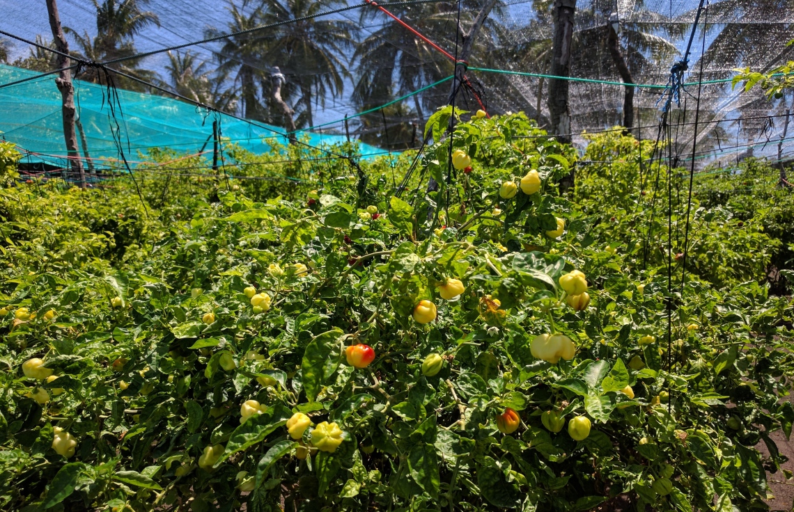 Maldives moves to cut duty on agricultural equipment - The Edition