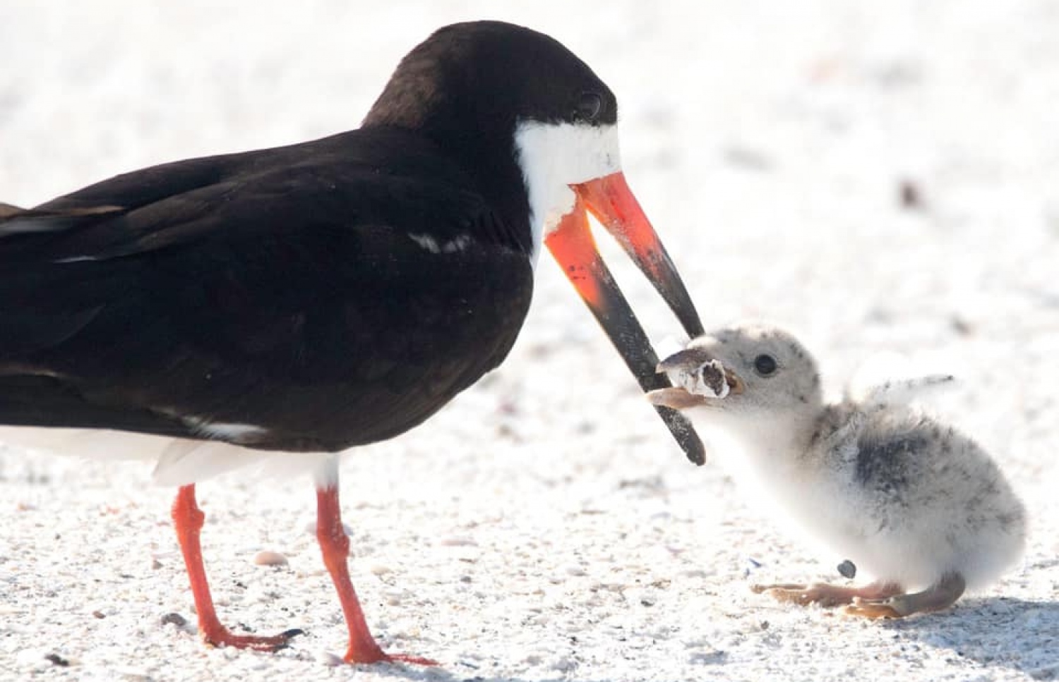Kuneege massala angaidhey hiydhathi manzareh | Mihaaru
