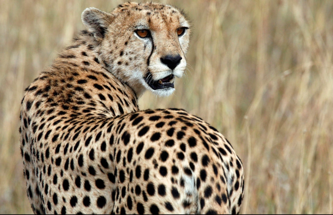Endangered Saharan cheetah filmed in Algeria - The Edition