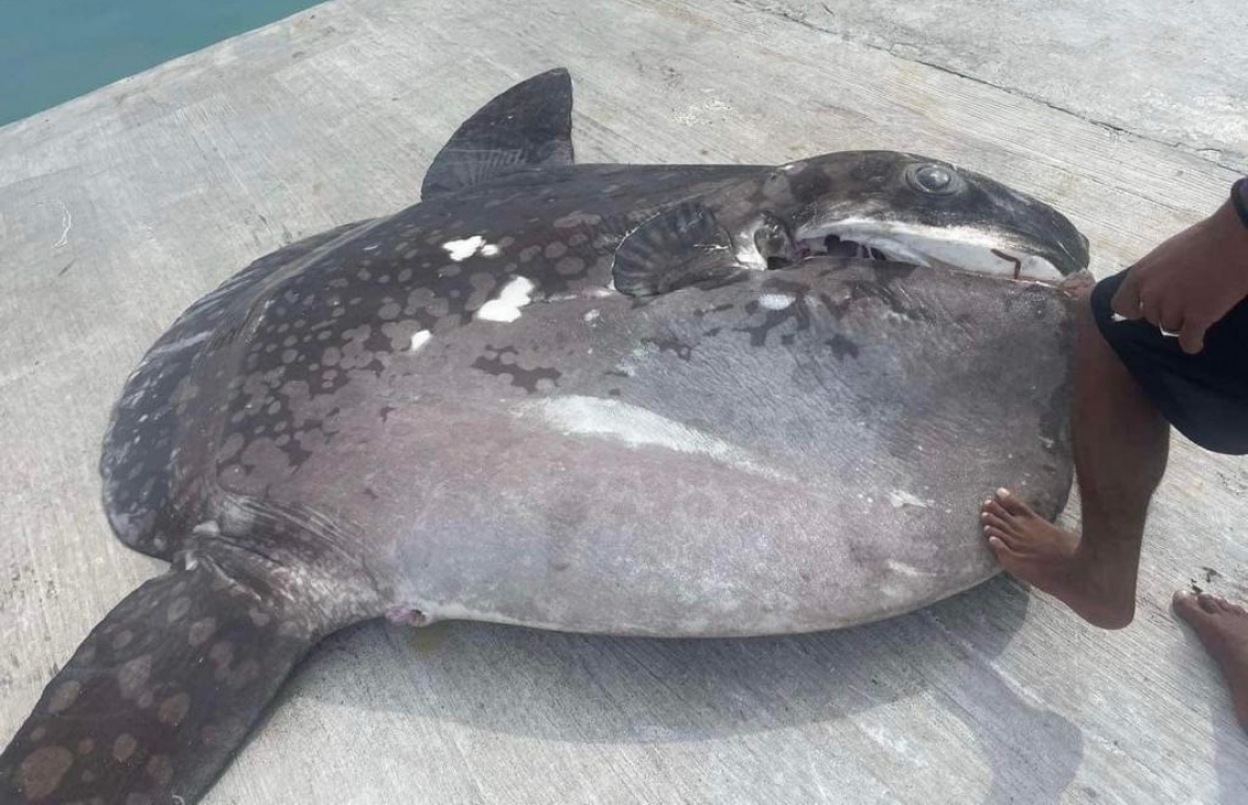 Rare sunfish measuring 6ft caught in B. Atoll - The Edition