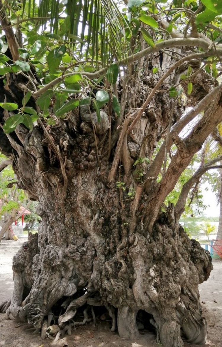 Historical tree in Baarah set on fire - The Edition