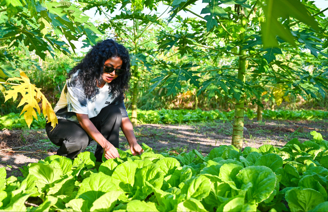 Fezu aa eku Mihaaru badhige: Thoddu ge boshi Mashuni | Mihaaru