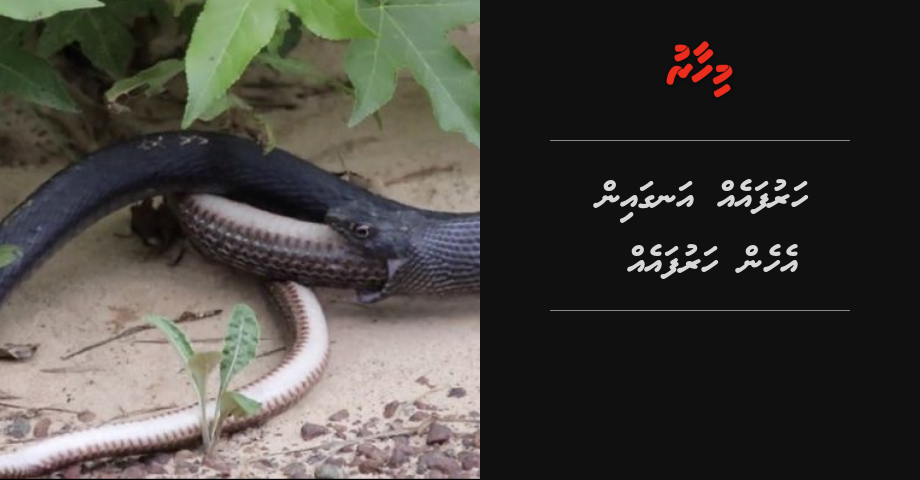 Harufaegge angain ehen harufa eh | Mihaaru