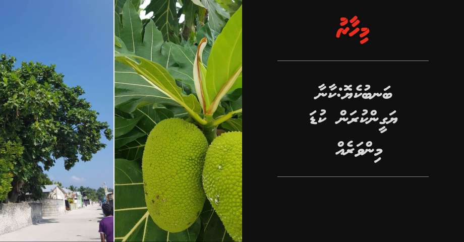 Banbukeyo: Kaanaa yageenkuran kuda minvareh | Mihaaru