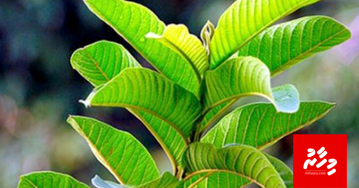 Feyru fathun ishashigandah faruvaa kurevidhaane | Mihaaru