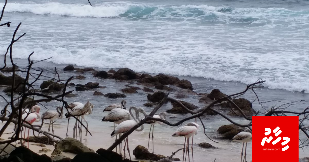 Raajje ai flamingo thakeh hifai, 30,000 rufiya ah vikkanee | Mihaaru