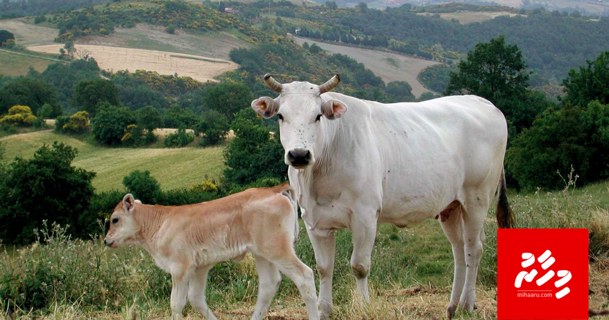 Kuhthaa akah aniyaa kuri meehaaku size kuree geri eh | Mihaaru