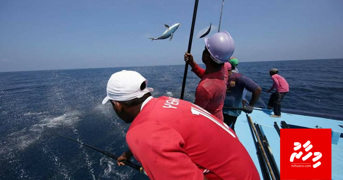 Masveringe ethah dhuvahegge shakuvaa, adhives halleh neiy! | Mihaaru