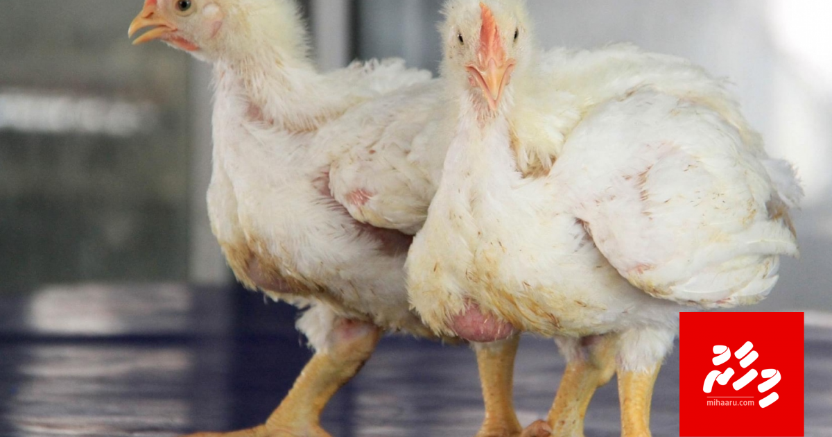 Addu kukulhu farmaaeku dhuvaalaku 1,000 kukulhu Raajjeyge marketah ...