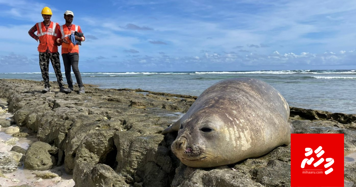 Hithadhoo futtaru faraathun anehkaa ves Seal eh fenijje | Mihaaru