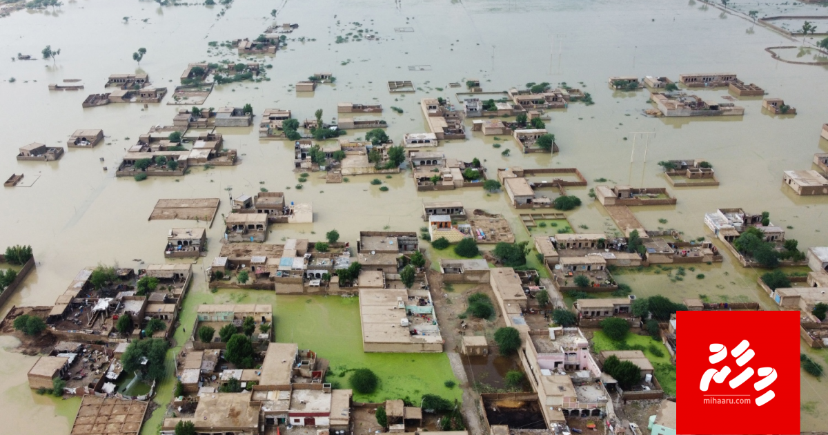 Thimaavesheege mivaruge gathulu aammeh nudheken: Gutaress | Mihaaru