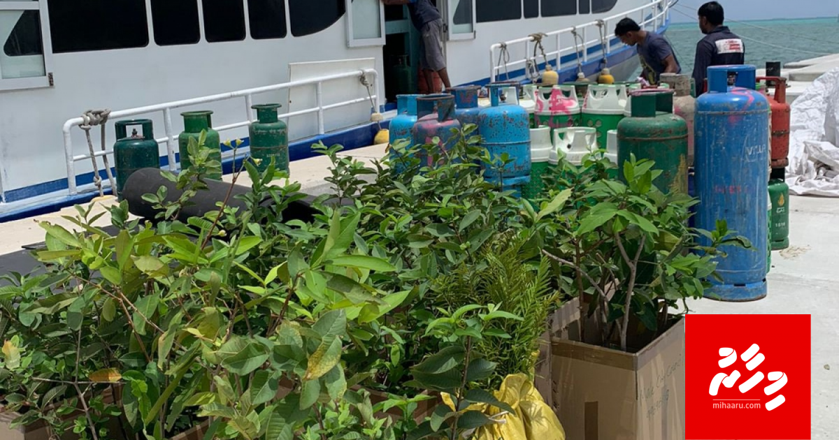 Feyru gassthakuge agu city council in nudheegen zuvaan dhanduveriyaa ...