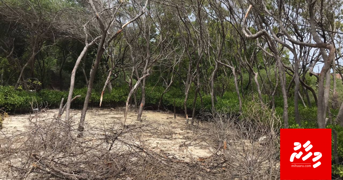Anbaraa ah dheefaivaa gellunthakah verifaraathun zimmaavaakah nujehey ...