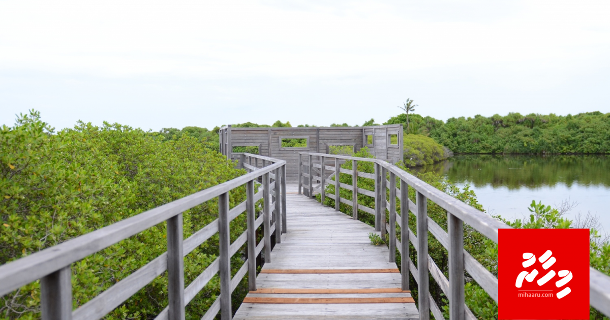 Addu bridge ge sababun nature park ah gellun libeynethee ecocare ge ...