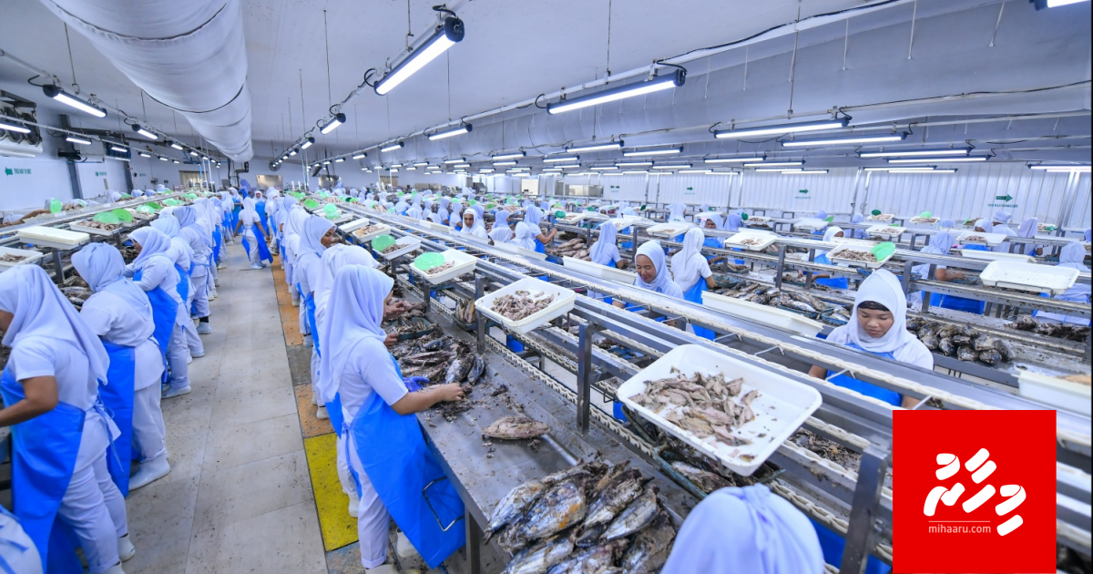 Noonekeve, hallakee MIFCO uvaalumeh nooneve | Mihaaru