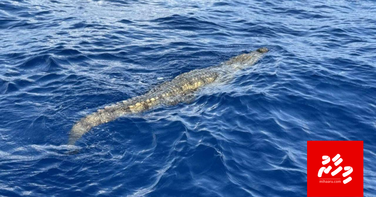 Kinboo hifai, Sifainge belumuge dhashah | Mihaaru